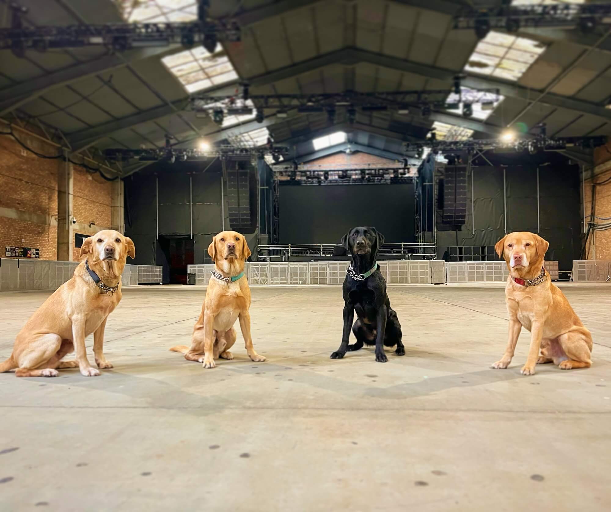 General Purpose vs Detection Dogs: What’s the Difference? | CSM Security